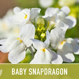 Baby Snapdragon (toadflax) Flower Seeds - Heirloom Seeds, Spurred ...