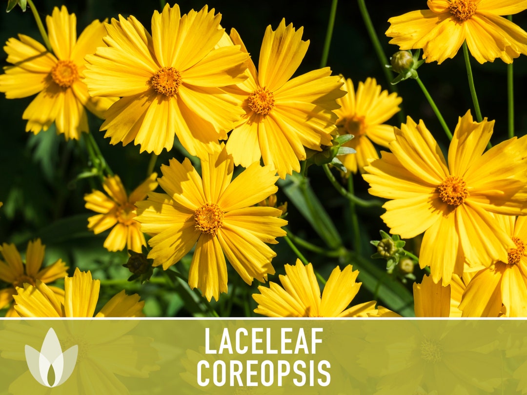 Lanceleaf Coreopsis Flower Seeds Heirloom, Tickseed Coreopsis, Cut ...