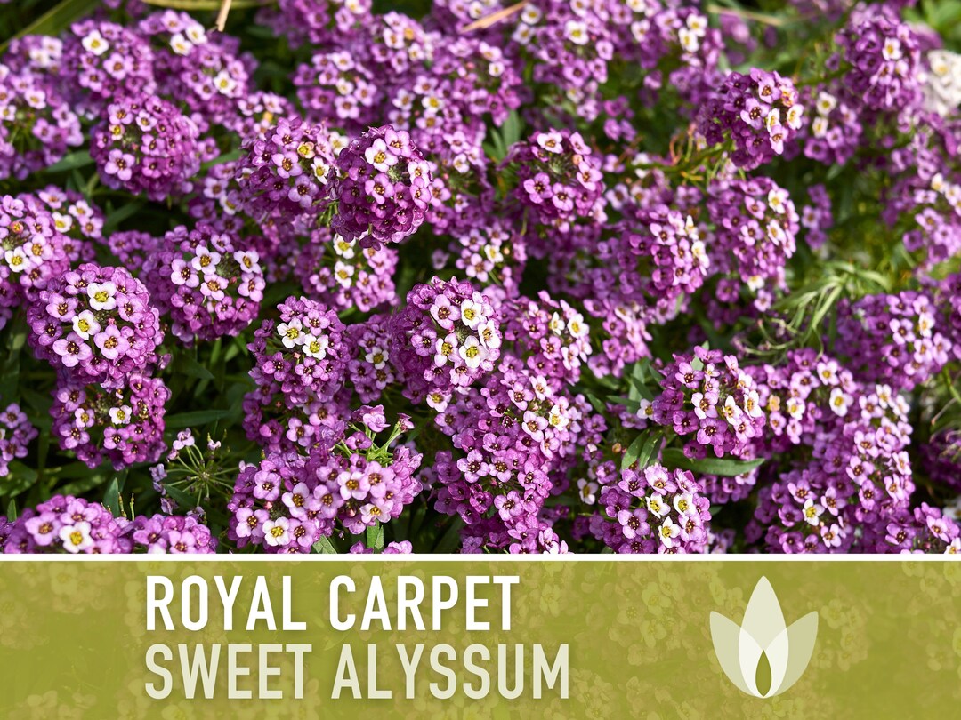 Sweet Alyssum, Royal Carpet Flower Seeds - Heirloom Seeds, Ground Cover ...