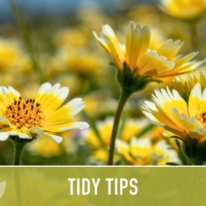 Tidy Tips Flower Seeds - Heirloom Seeds, Southwest Native Flower ...