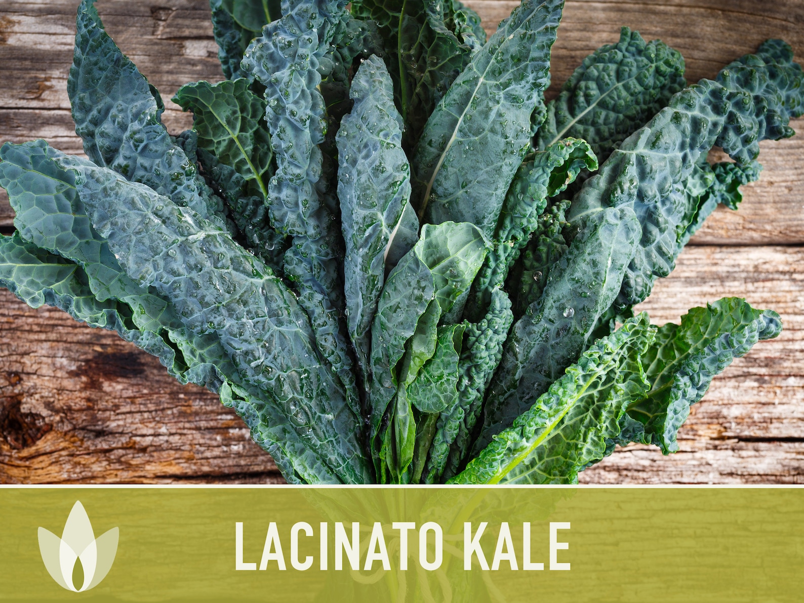 Lacinato Kale Heirloom Seeds Dinosaur Kale Tuscan Nero Di - Etsy