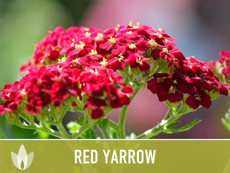 Red Yarrow Seeds – Heirloom Herb, Pollinator Garden - Etsy