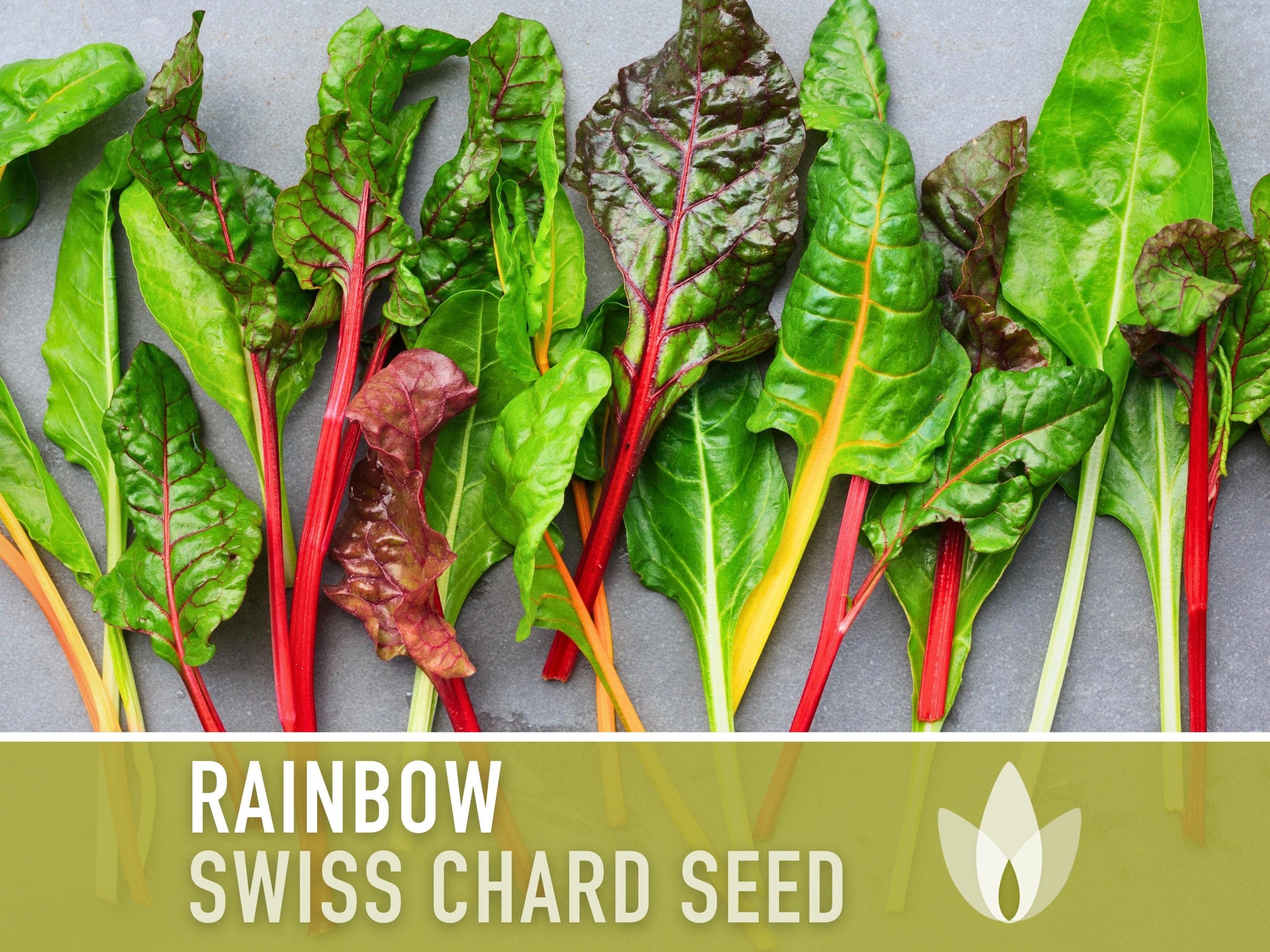 Rainbow Swiss Chard Heirloom Seeds - Edible Landscaping, Spinach ...