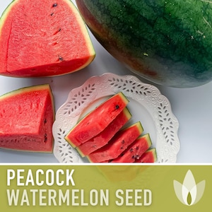 Peacock Watermelon Seeds - Heirloom Seeds, Large 25+lb Oval Fruit, Red ...