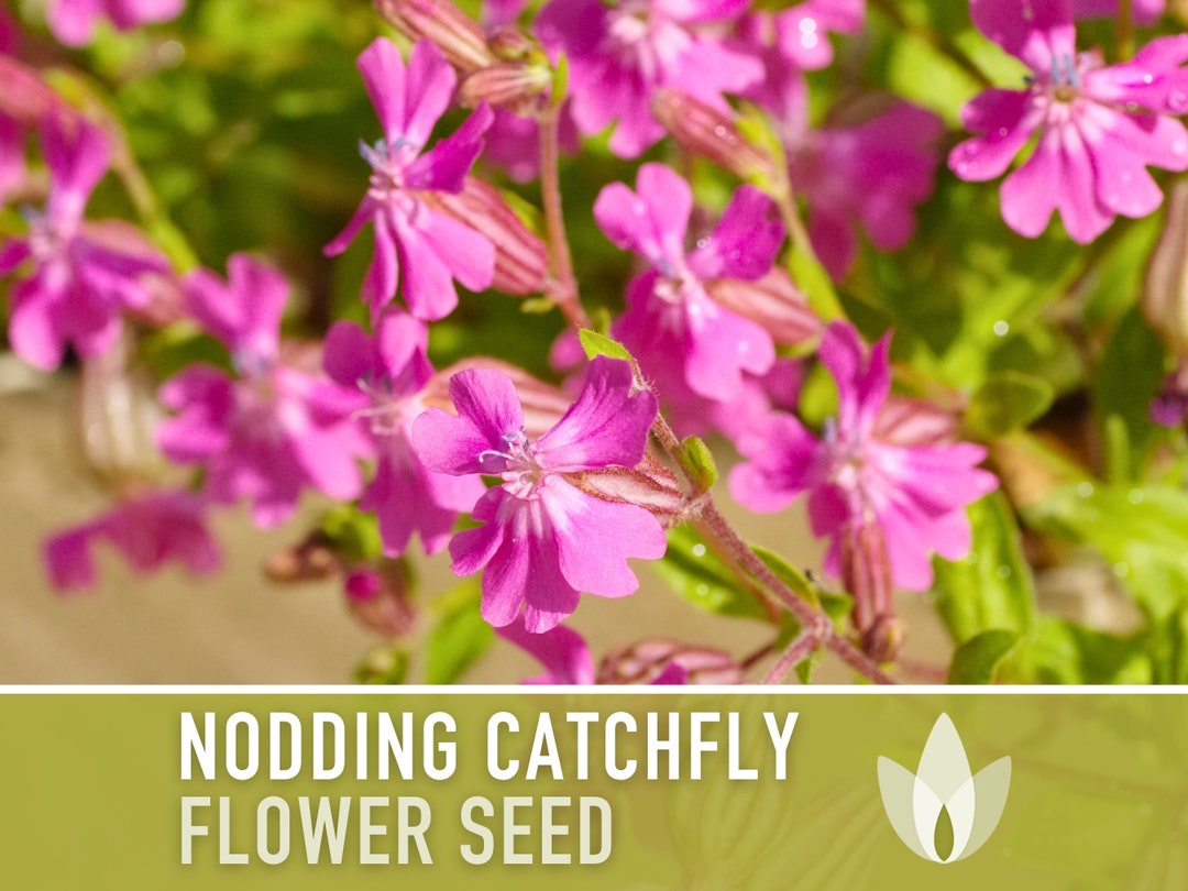 Nodding Catchfly - 100 Seeds - Heirloom Flower Seeds, Drooping Catchfly ...