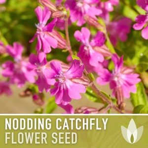 Nodding Catchfly - 100 Seeds - Heirloom Flower Seeds, Drooping Catchfly ...