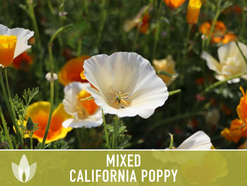 California Poppy Mix Heirloom Seeds Flower Seeds Cool - Etsy