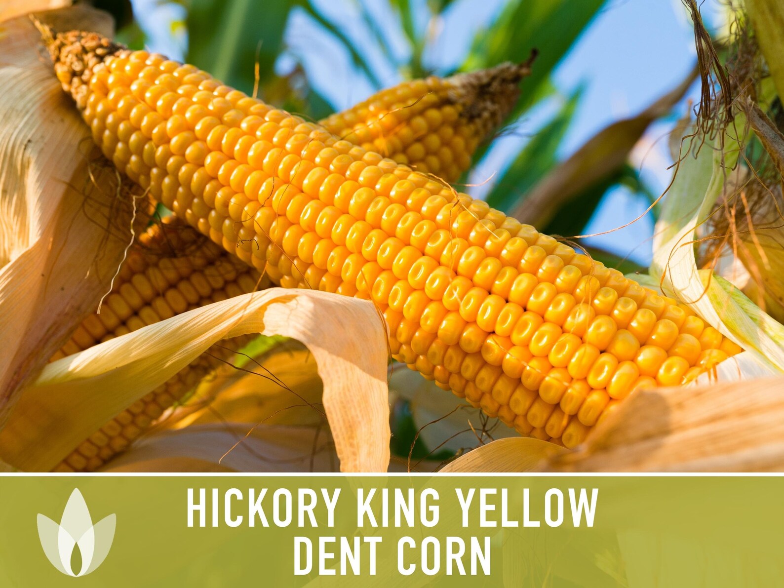 Hickory King Yellow Corn Heirloom Seeds Dent Corn Sweet - Etsy