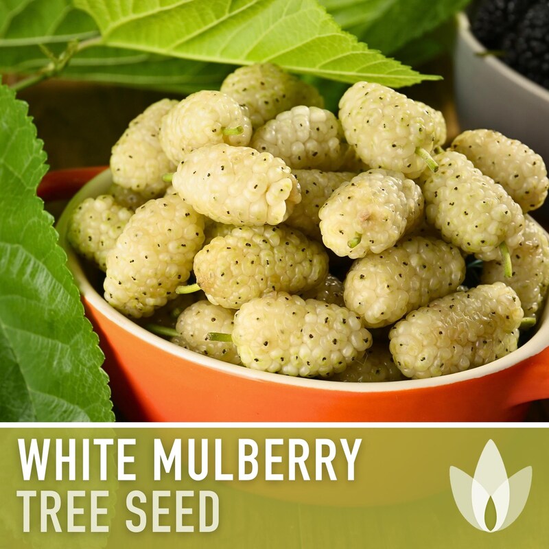 Mulberry Tree - Etsy