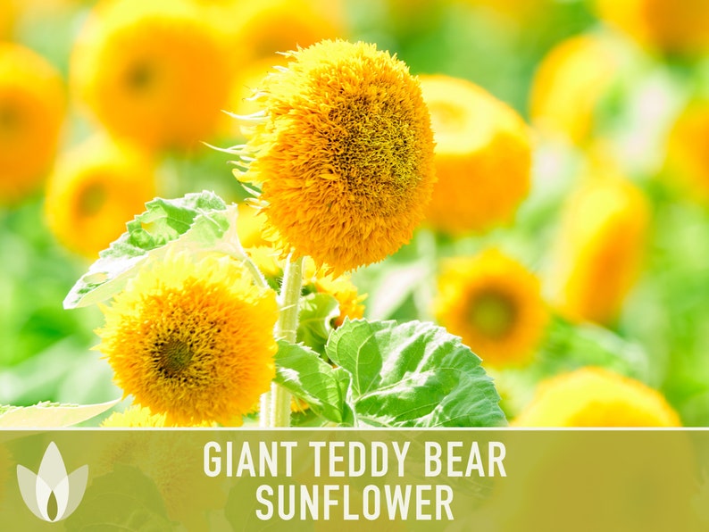 Giant Teddy Bear Sunflower Seeds Heirloom Seeds Sunflower - Etsy
