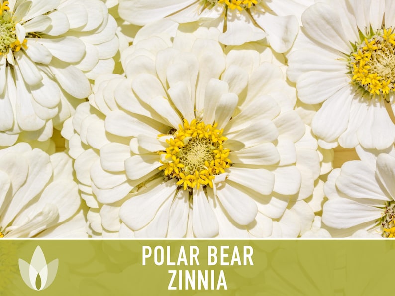 Zinnia Polar Bear White Heirloom Seeds Flower Seeds Cut - Etsy