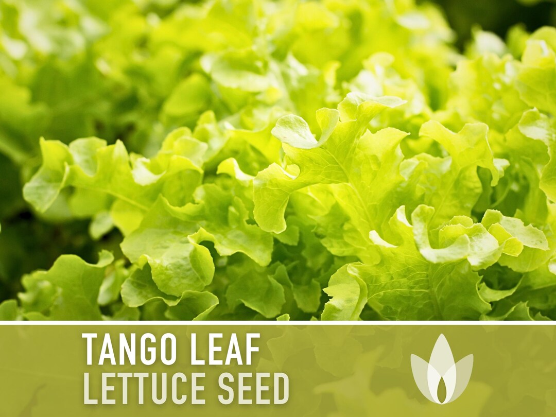 Tango Leaf Lettuce Seeds - Heirloom Seeds, Oakleaf Lettuce, Container ...