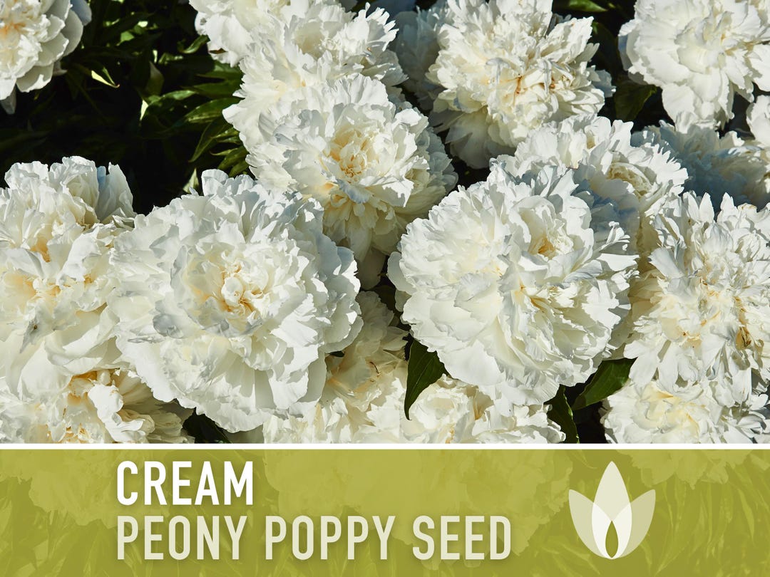 Cream Peony Poppy Seeds, Heirloom Papaver, Bridal Garden - Etsy