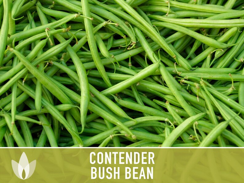 Contender Bush Bean Heirloom Seeds - Etsy