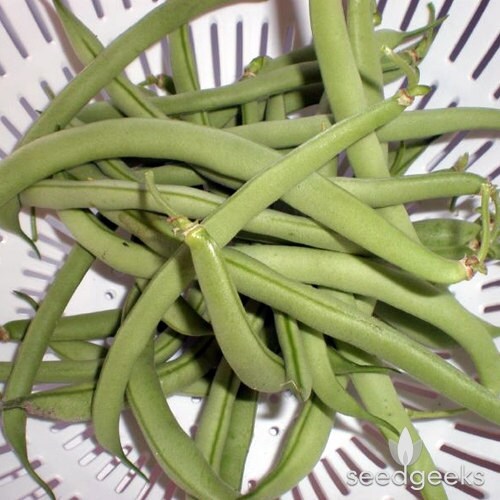 Contender Bush Bean Heirloom Seeds | Etsy