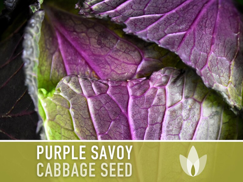 Purple Savoy Cabbage Seeds - Heirloom, Cold Hardy, 150 Seeds - Etsy