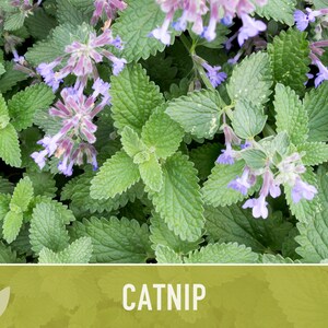 Catnip Herb Seeds | 300+ Heirloom Seeds for Cat Euphoria, Calming ...