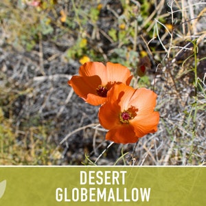 Desert Globemallow Seeds – Vivid Orange, Heirloom, Non-gmo (100 Seeds ...