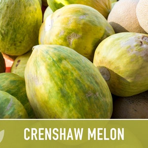 Crenshaw Melon Heirloom Seeds - Muskmelon, Sweet, Large, Organic, Non ...