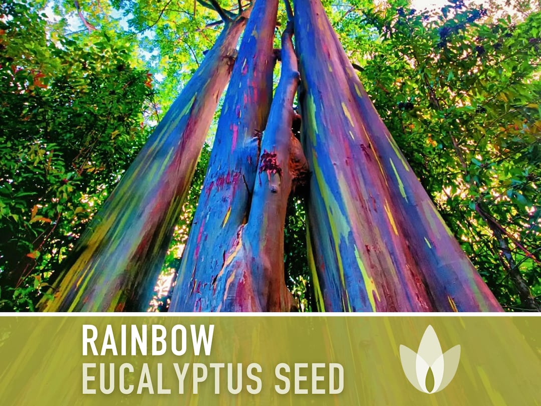 Rainbow Eucalyptus Tree Seeds - Heirloom, Non-gmo (100 Seeds) - Etsy