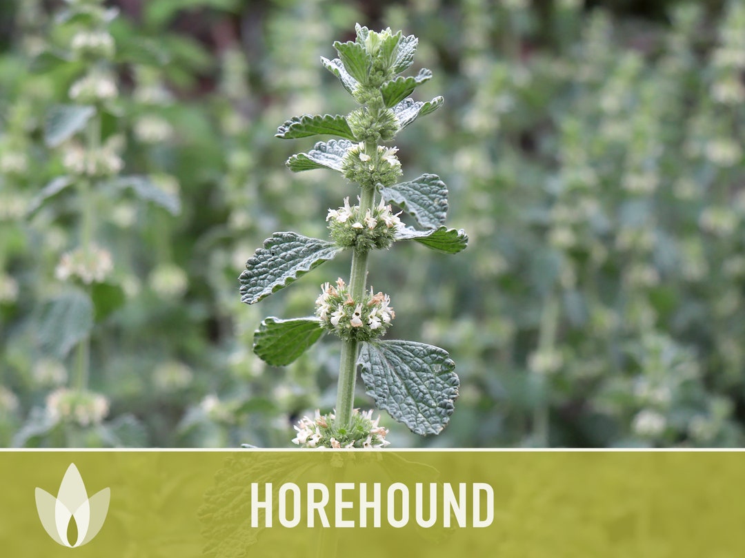 Horehound Medicinal Herb Seeds Seed of Horus Houndsbane - Etsy