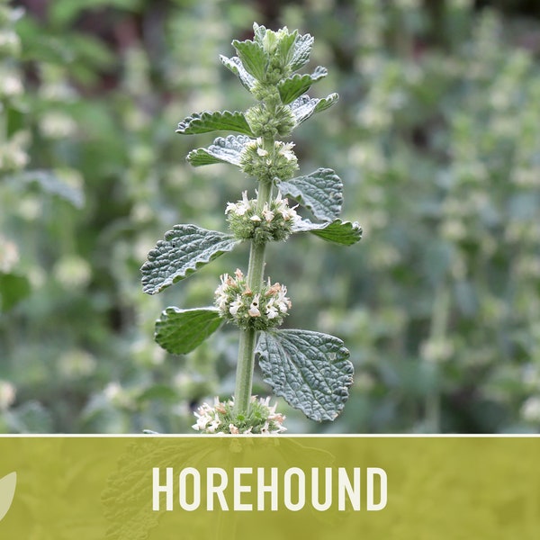Herb - Etsy