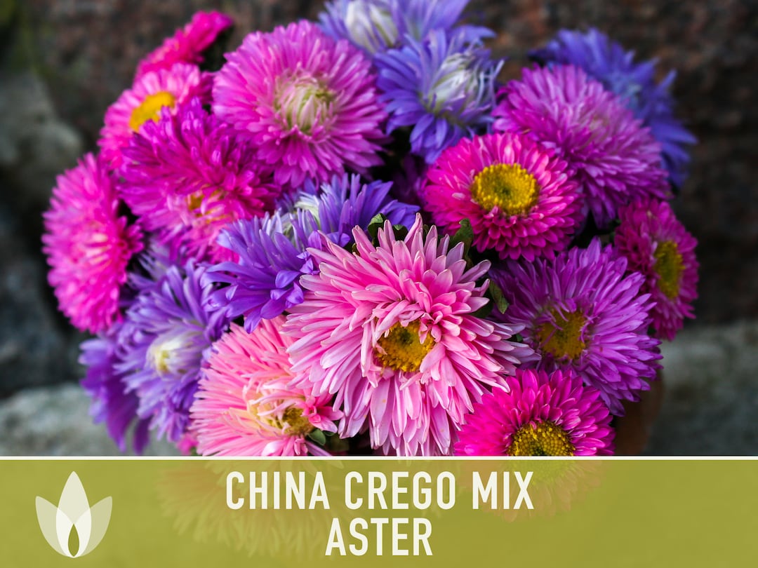 China Crego Mix Aster Flower Seeds Heirloom Pollinator - Etsy
