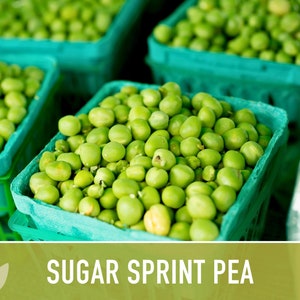 Sugar Sprint Snap Pea Seeds - Heirloom Seeds, Stringless, Container ...