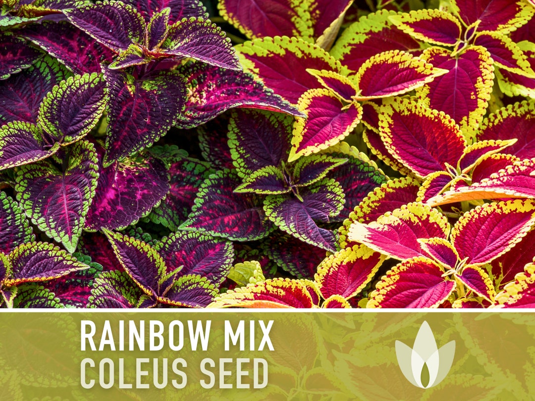 Coleus, Rainbow Mix Flower Seeds - Heirloom Seeds, Brightest Coleus Mix ...