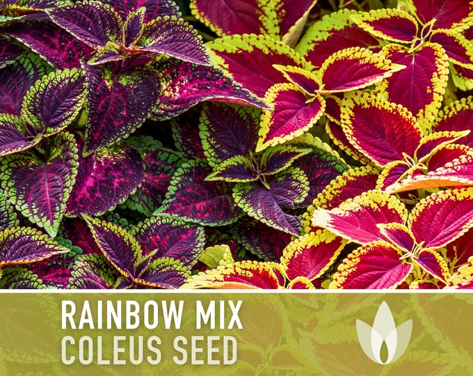 Colorful Coleus Collection 5 Potted Plants - Etsy