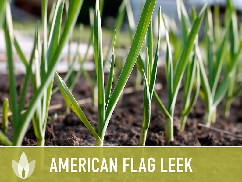 American Flag Leek Heirloom Seeds - Etsy