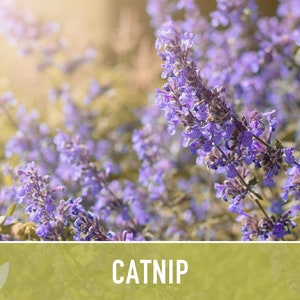 Catnip Herb Seeds | 300+ Heirloom Seeds for Cat Euphoria, Calming Lemon ...