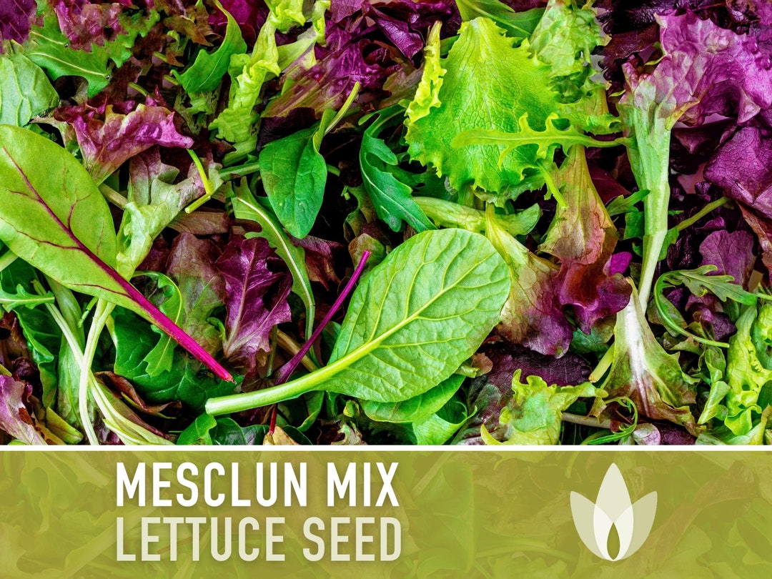 Mesclun Mix Lettuce Heirloom Seeds - Fresh Salad Mix, Seed Packets, Non ...