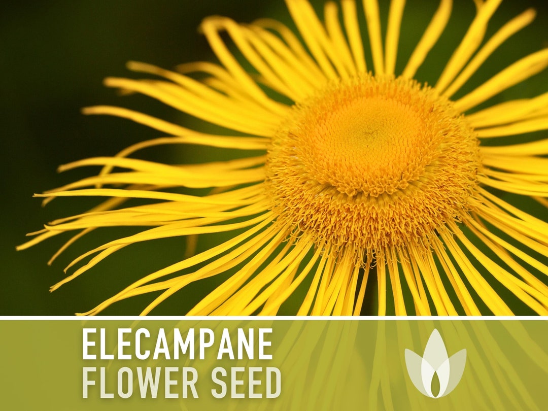 Elecampane Flower Seeds - Heirloom Seeds, Medicinal Herb, Horseheal ...