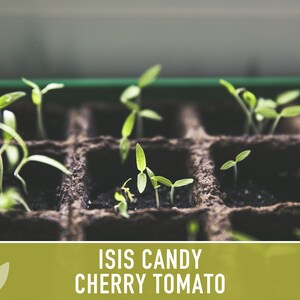 Isis Candy Cherry Tomato Heirloom Seeds - Etsy