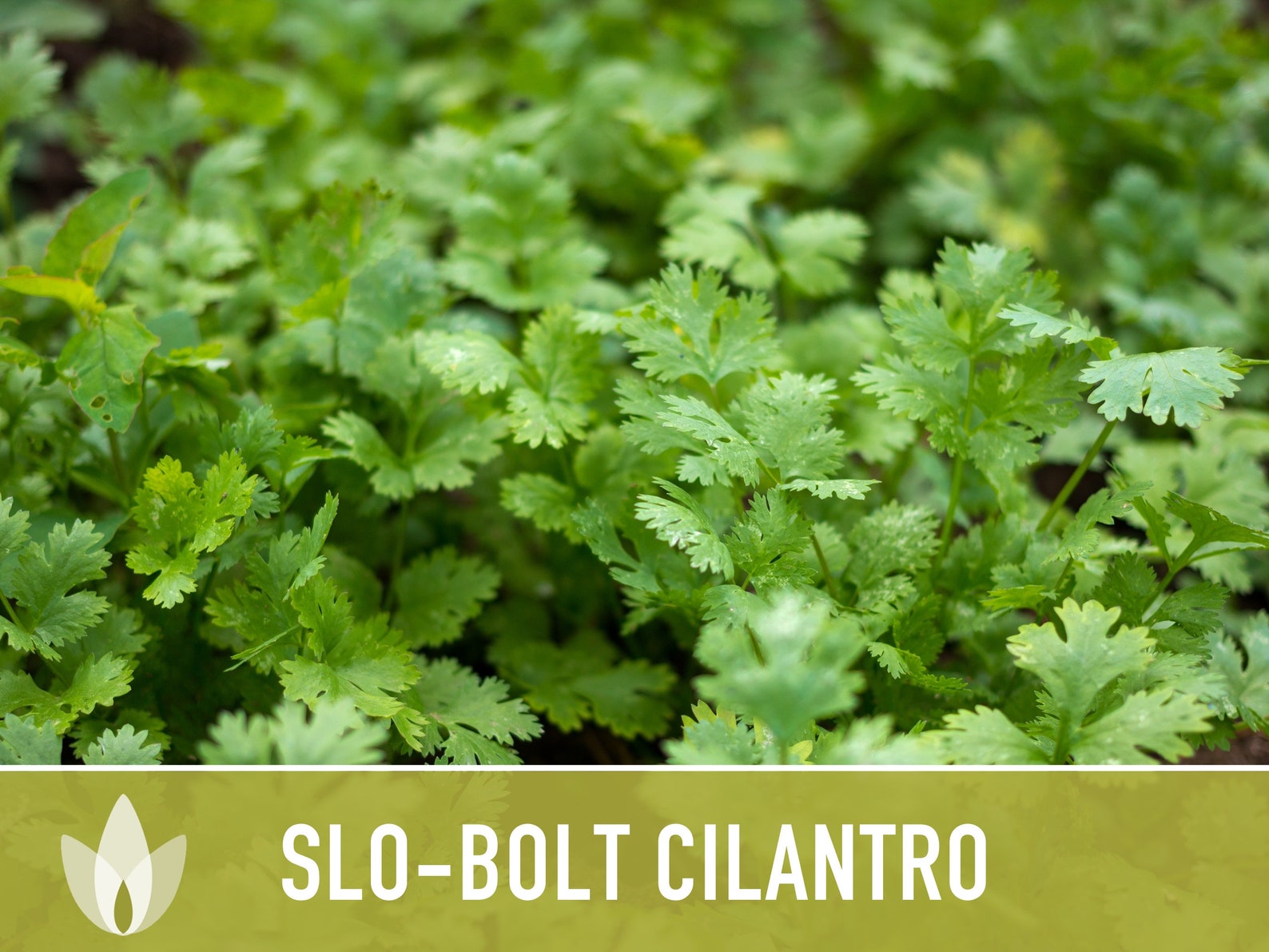 Slo-bolt Cilantro Herb Heirloom Seeds - Etsy