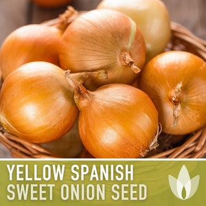Yellow Sweet Spanish Onion Seeds - Heirloom, Root Vegetables, Fall ...