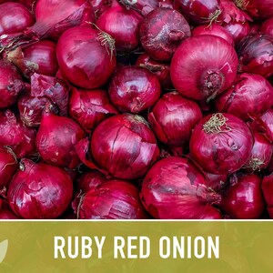 Ruby Red Onion Seeds - Heirloom Seeds, Root Vegetables, Fall Garden ...