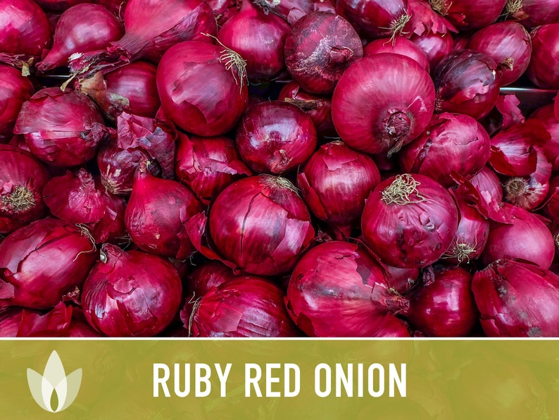 Ruby Red Onion Seeds Heirloom Seeds Root Vegetables Fall - Etsy
