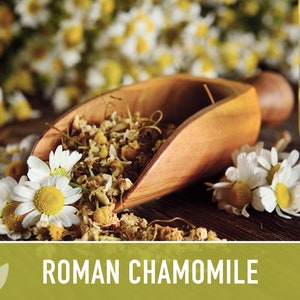 Roman Chamomile Seeds - Heirloom Seeds, Medicinal Herb Seeds, Herbal ...