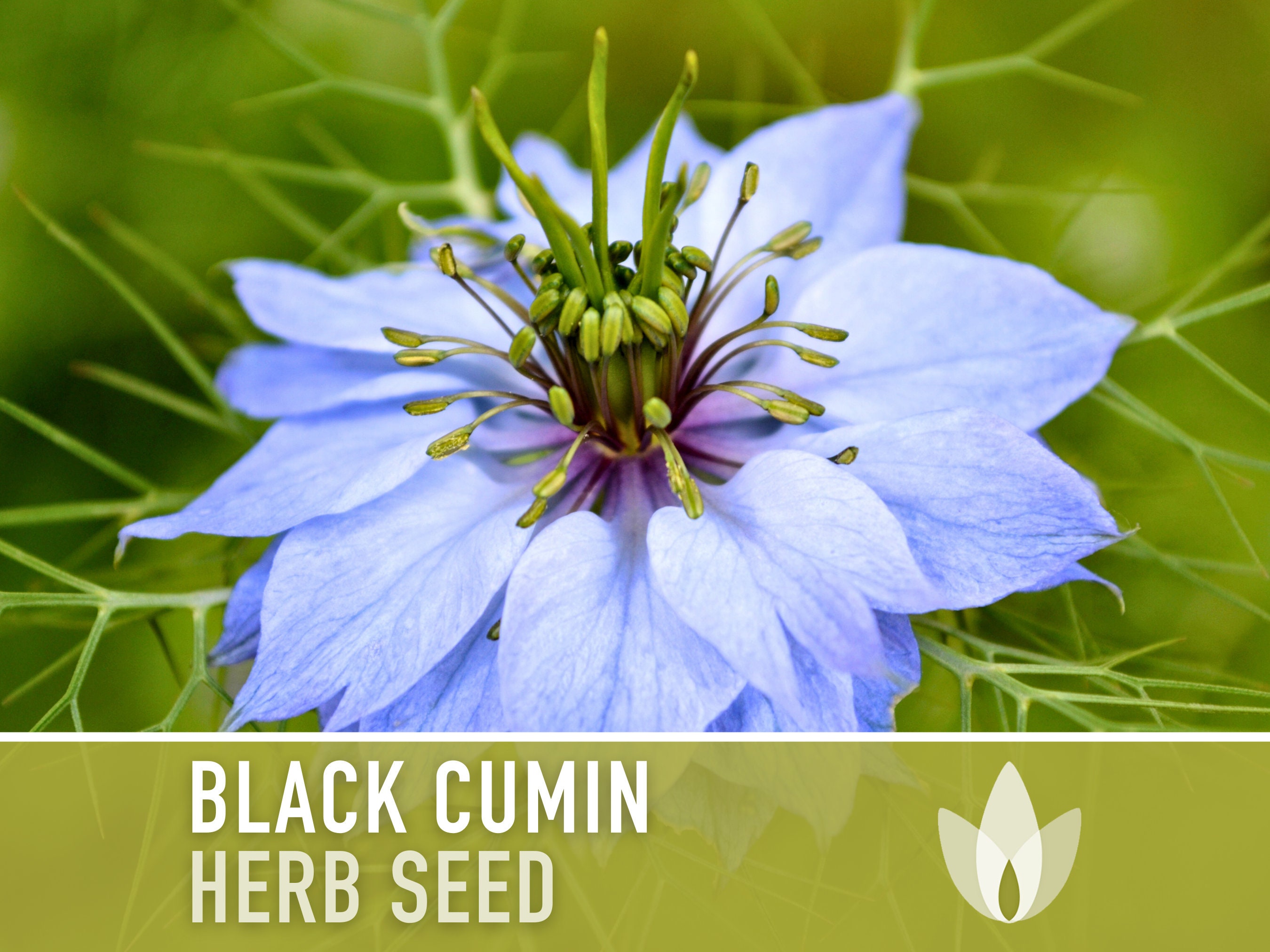 Black Cumin Flower