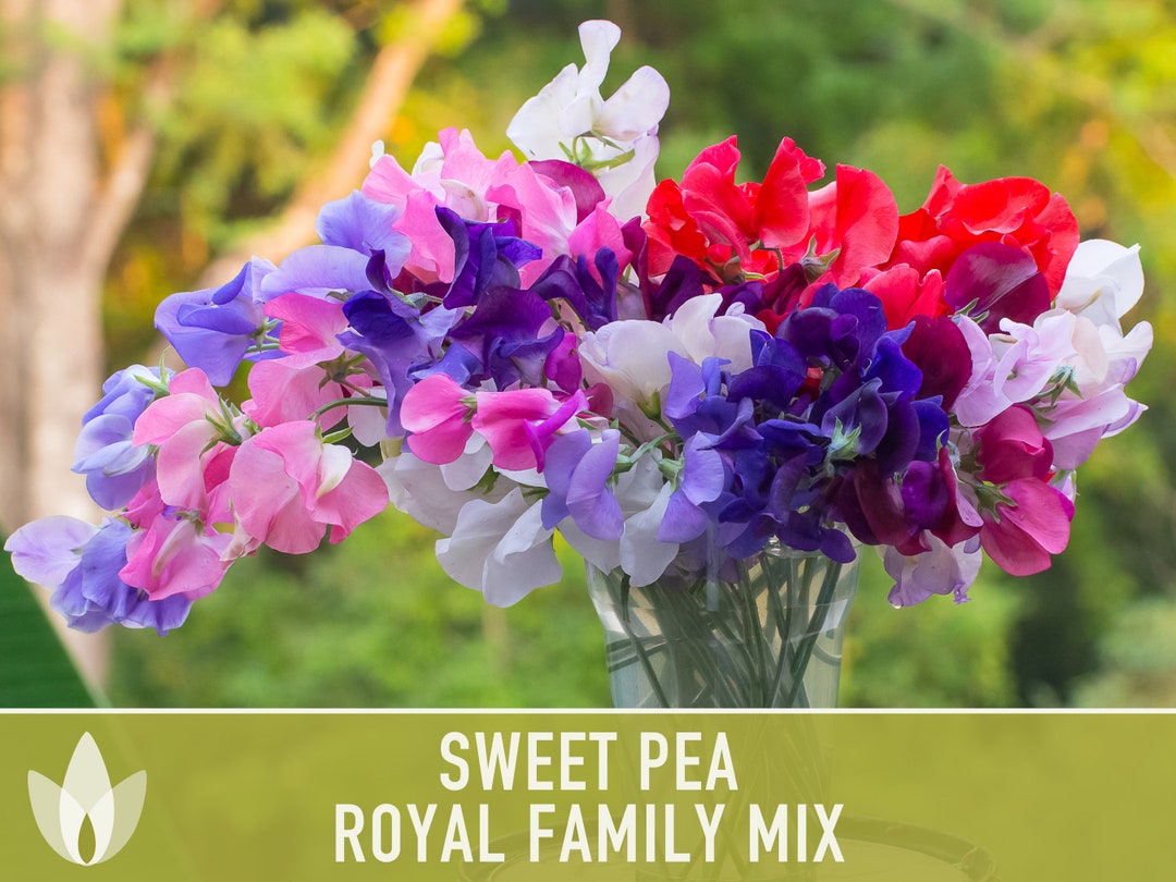 Sweet Pea, Royal Family Flower Seed Mix Heirloom Seeds, Flower Seeds ...