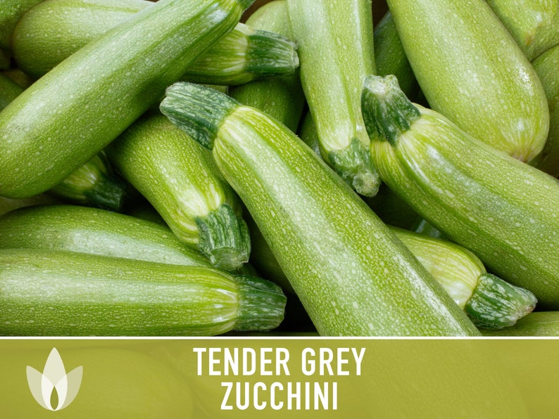 Tender Grey Zucchini Heirloom Seeds Speckled Non-vining - Etsy