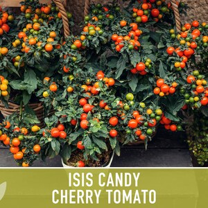 Isis Candy Cherry Tomato Heirloom Seeds - Salad Garden, Indeterminate ...