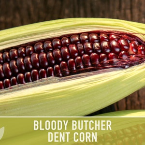 Bloody Butcher Corn Seeds - Heirloom Red Dent Corn - Etsy