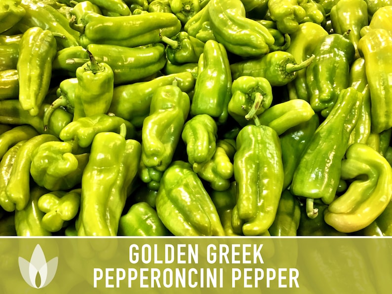 Golden Greek Pepperoncini Pepper Heirloom Seeds Pickled - Etsy