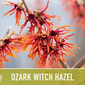 Ozark Witch Hazel Seeds Heirloom Seeds, Hamamelis Vernalis, Flowering ...