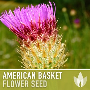 American Basket Flower Seeds – Heirloom Centaurea Americana, Native ...