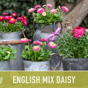 English Daisy Mix Flower Seeds – Heirloom Cottage Garden Blooms - Etsy