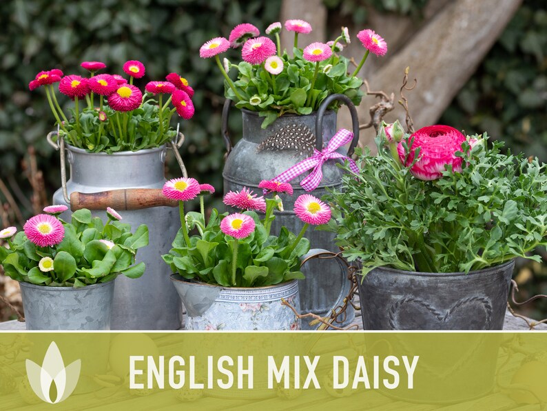 English Daisy Mix Flower Seeds Heirloom Cut Flowers Early - Etsy